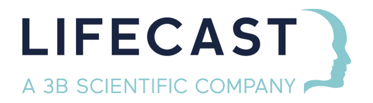 Lifecast Body Simulation | Adult Male & Female